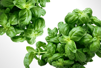Basil, fresh nutrition facts and analysis.