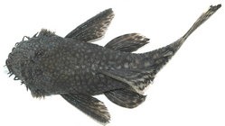 Fish, breaded and fried, cooked, channel, catfish nutrition facts and ...
