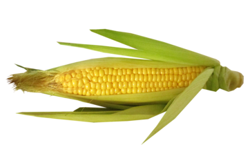 Corn, without salt, drained, boiled, cooked, kernels on cob, frozen ...