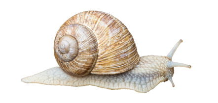 Mollusks, raw, snail nutrition facts and analysis.